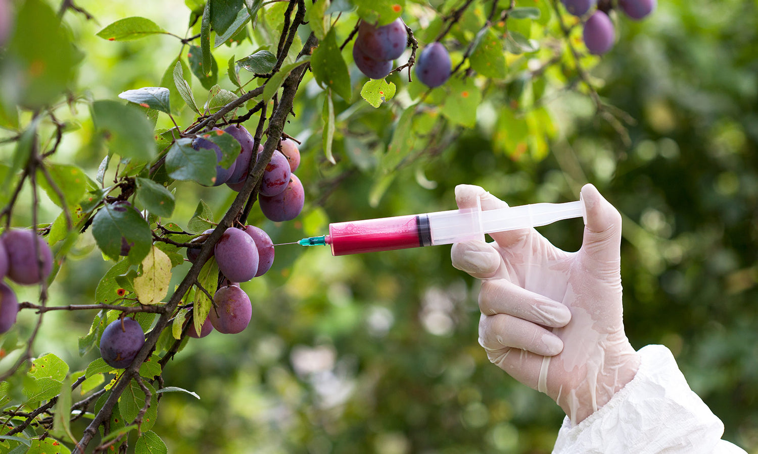 4 Things to Know About GMOs – Canadian Protein
